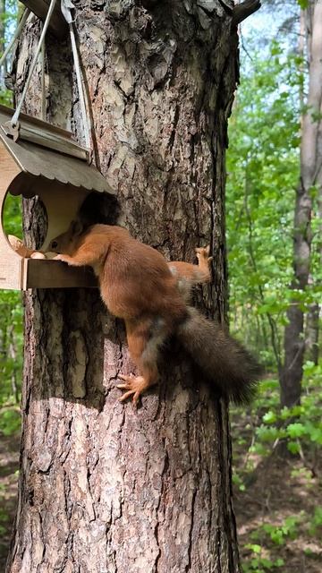 Рыжик толстенькая