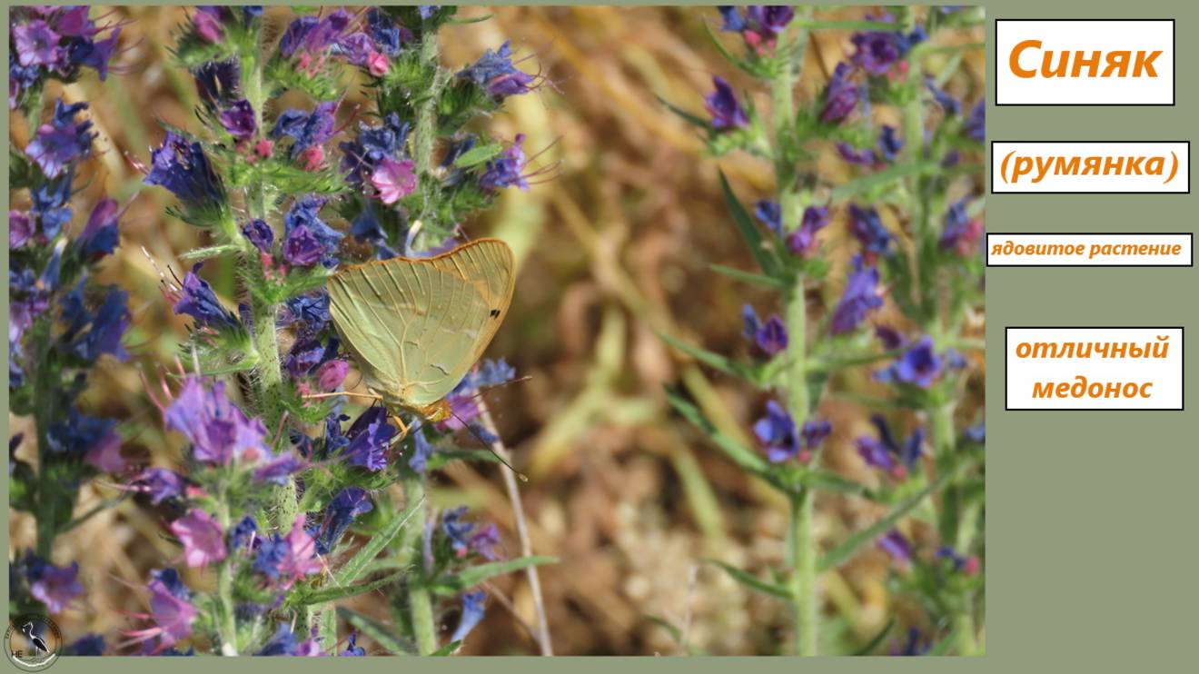 Синяк обыкновенный - ядовитое растение, цветы которого любят насекомые из-за нектара