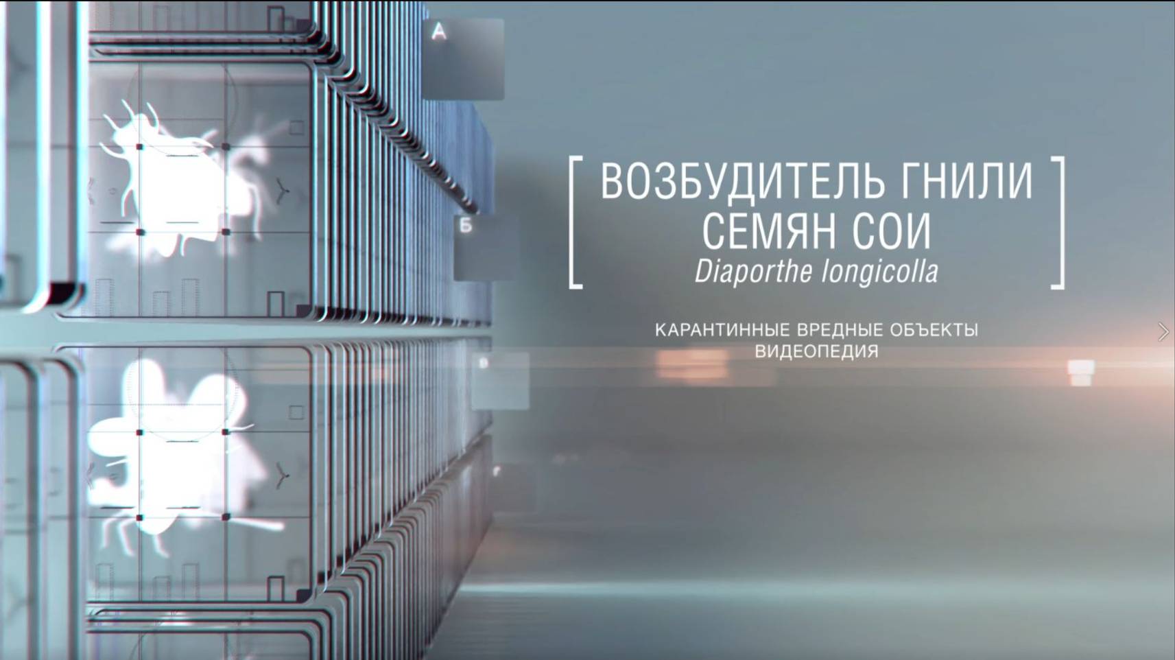 Возбудитель гнили семян сои Diaporthe longicolla