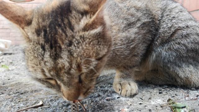 Кошка 🐱 есть саранчу 🦗| Уплетает с аппетитом, так точнее