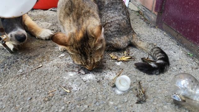 Кошка ест саранчу а кутёнок завидует