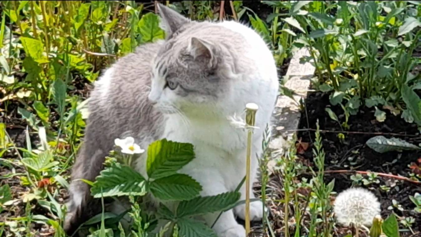 20250609_132704_002 Кошка-потеряшка и поле одуванчиков