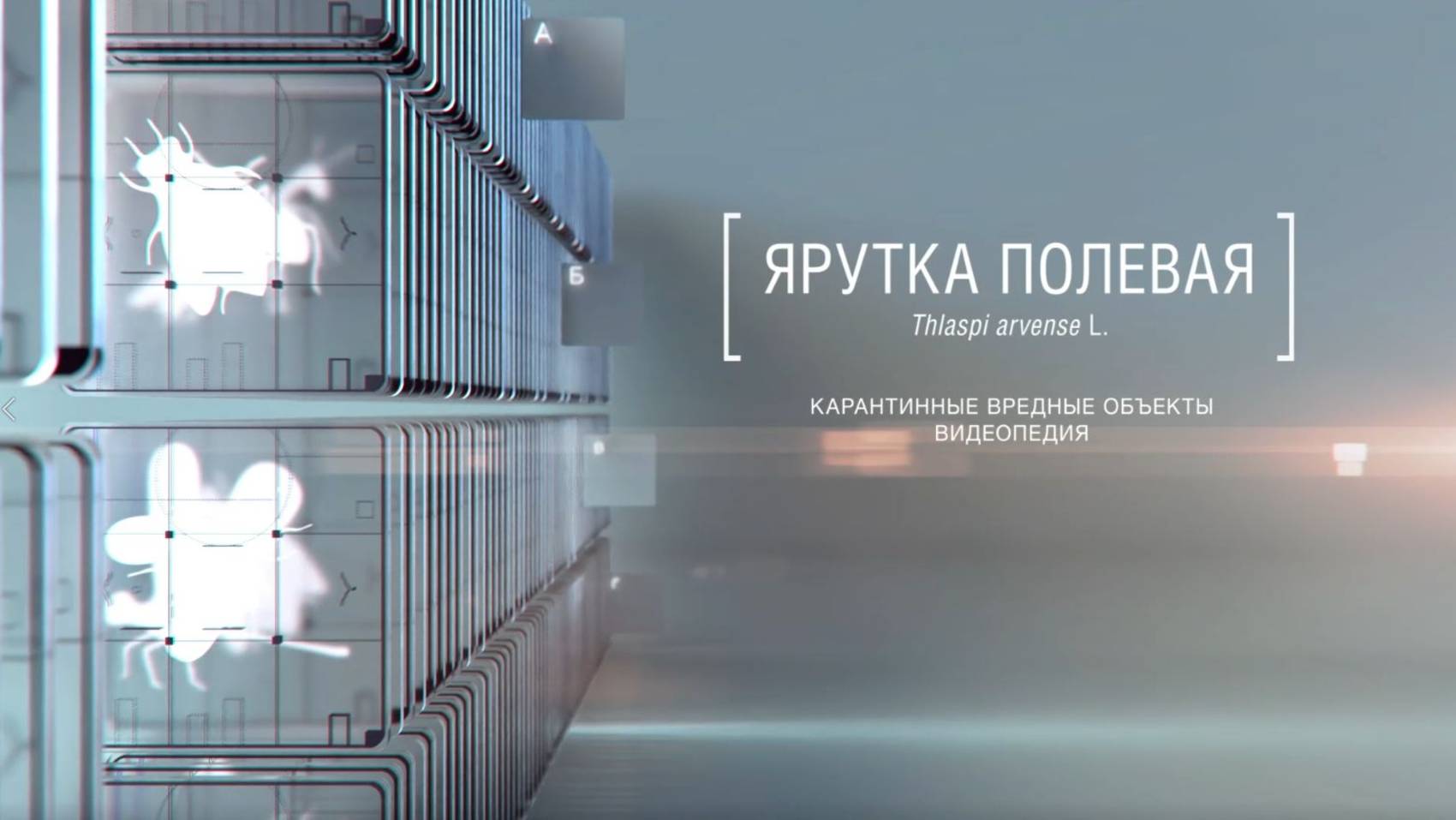 Ярутка полевая Thlaspi arvense L.