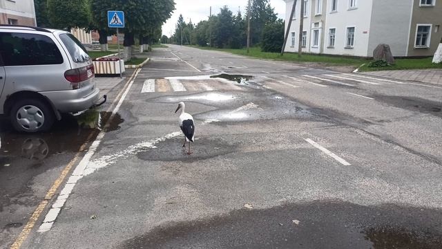 Видзы. Аист