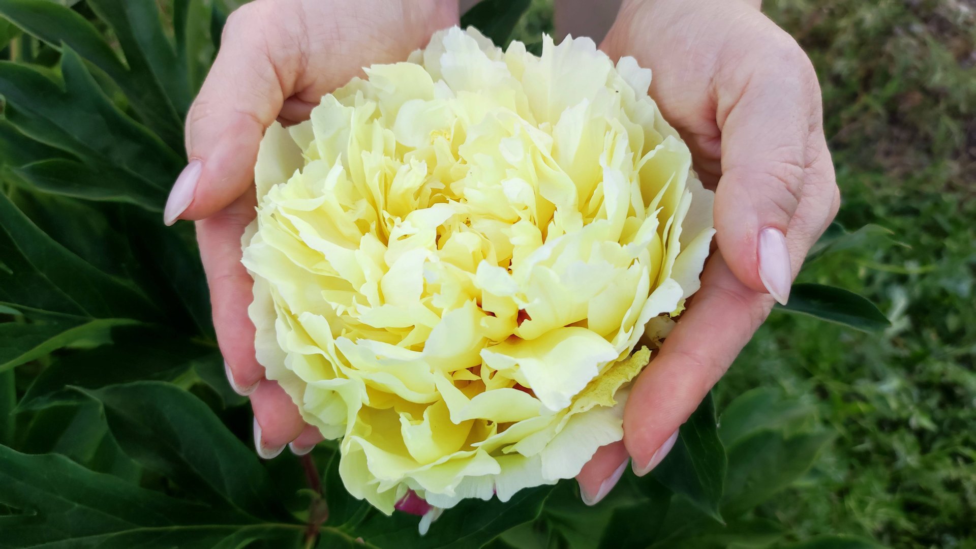 Пионы в начале июня. Разговор о пионах.