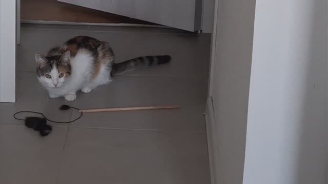 День 18-20-ый / Феша испугалась стиральной машины / Осваивание территории продолжается