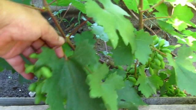 Виноградник 13. 07. 2024 год