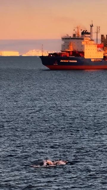 Косатки Антарктиды