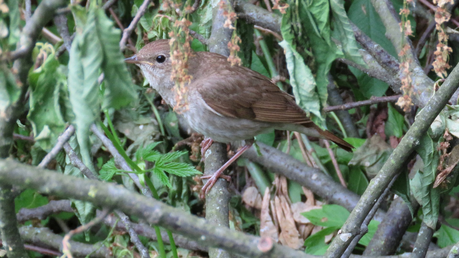 Соловей 2025_#3, позывки и песня, Крылатское, 18 мая 2025