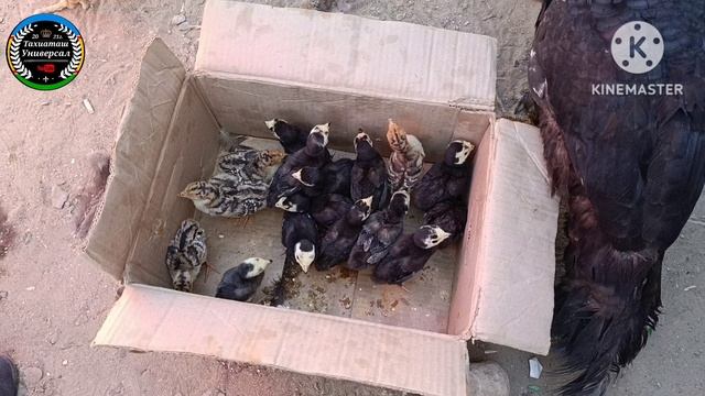 09-06-2025 ПТИЧИЙ РЫНОК 🐓