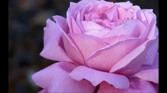 САМЫЕ КРАСИВЫЕ ЦВЕТЫ ОТ МЕНЯ