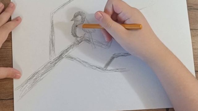 Рисуем синицу карандашом