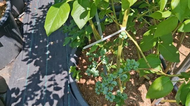 Как сохранить побеги голубики от поломки