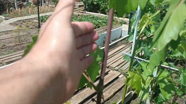 Виноградник 27. 06. 2024 год