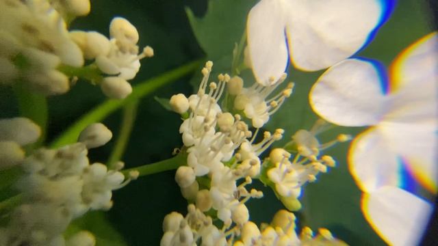 Relax. Калина, макросъемка