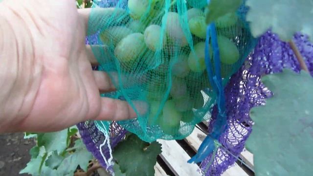 Г Ф  Сенсация Капелюшного  Пасынковый урожай 2024 год