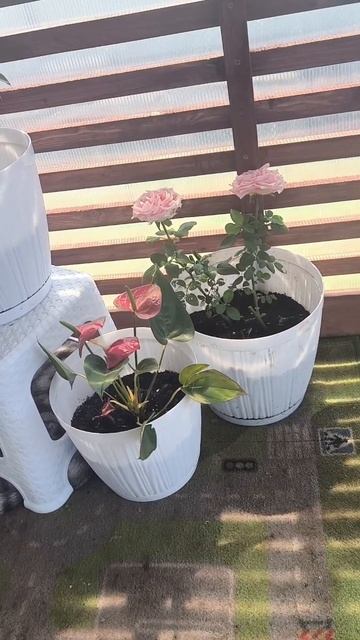 щотландец замаскировался