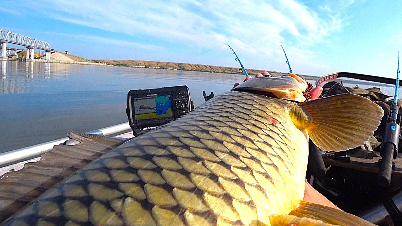 ОНИ ВЫДЁРГИВАЮТ УДОЧКИ ИЗ ЛОДКИ!! ФРИКЦИОН ТРЕЩИТ!! РЫБАЛКА НА ДИКОГО САЗАНА
