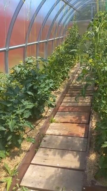 Теплица Гамма от компании Воля