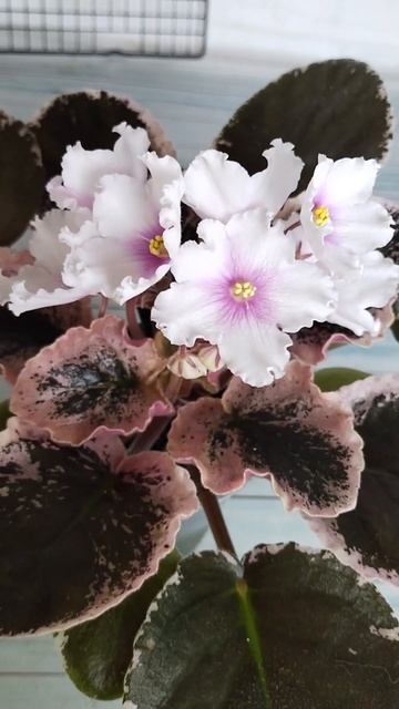 Фиалка ЕК-Татьяна