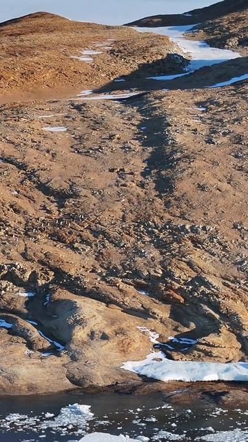 Пингвины в Антарктиде