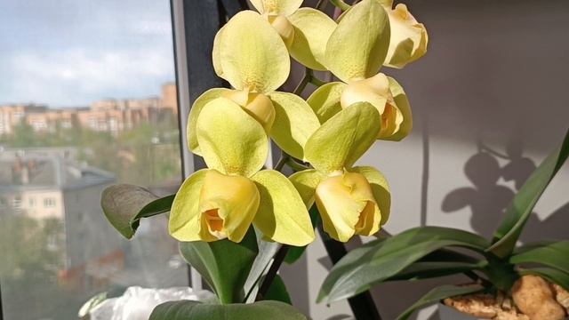 РАСПАКОВКА новой ОРХИДЕИ 😃💥🎉 Цветение Патрика #орхидеи