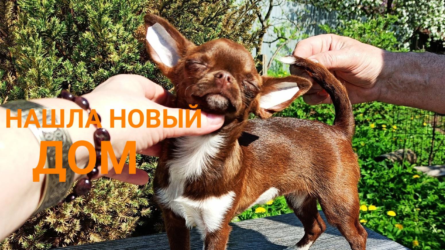 ПОЗДРАВЛЯЕМ Магнолия нашла НОВЫЙ дом 08.06.25 #купить_щенка_чихуахуа_продаю 89215950848