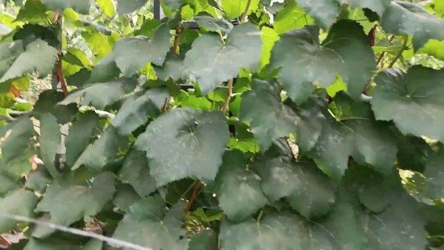 Осмотр виноградника 09. 09. 2024 года