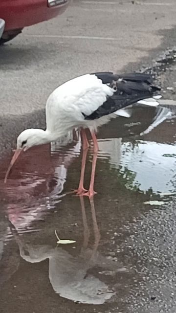 Видзы. Аист