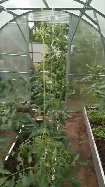 Теплица Дачная-Трёшка от компании Воля