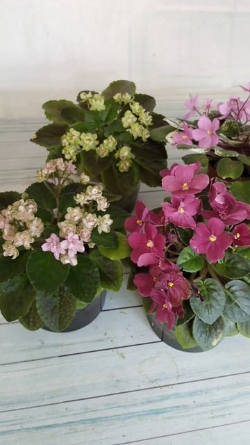 Очаровательные минифиалочки