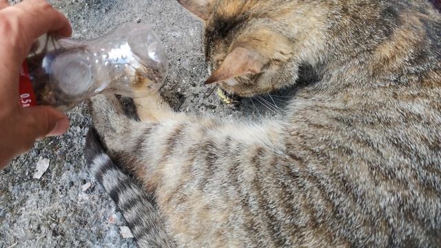 Показываю кошке саранчу