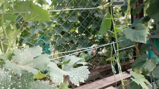 Наблюдение за прививками 2024 год