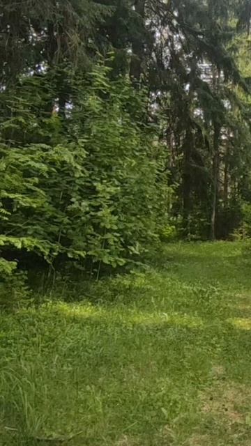 (14) Евангелие от Матфея глава 17 стих 1-9