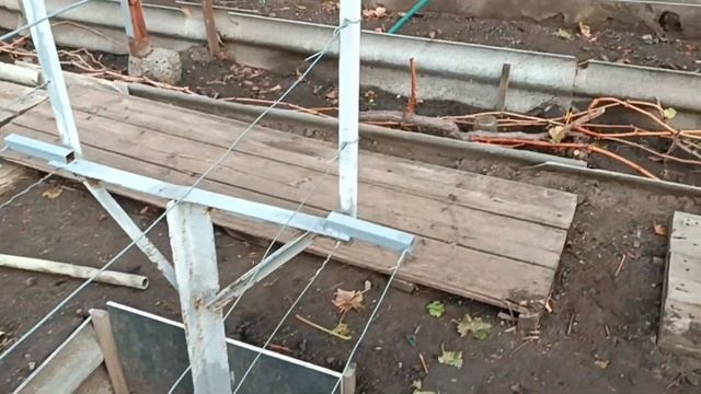 Укрытие на зиму виноградника  28. 10. 2024 года