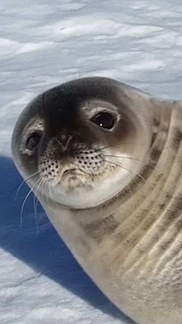 Тюлени Уэдделла в Антарктиде