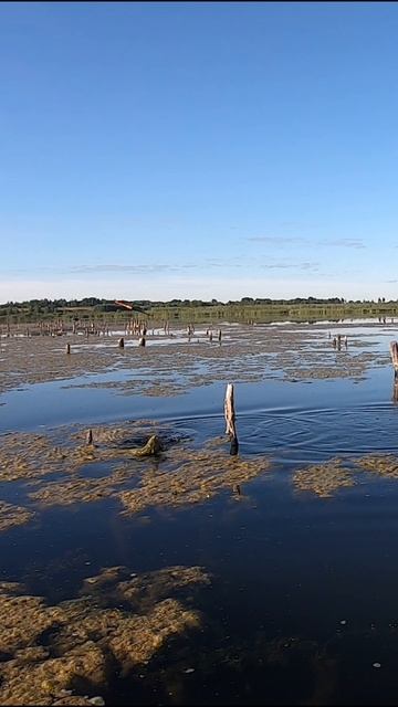 ТАКОЕ БОЛОТО и КАРАСЬ КЛЮЁТ! Рыбалка