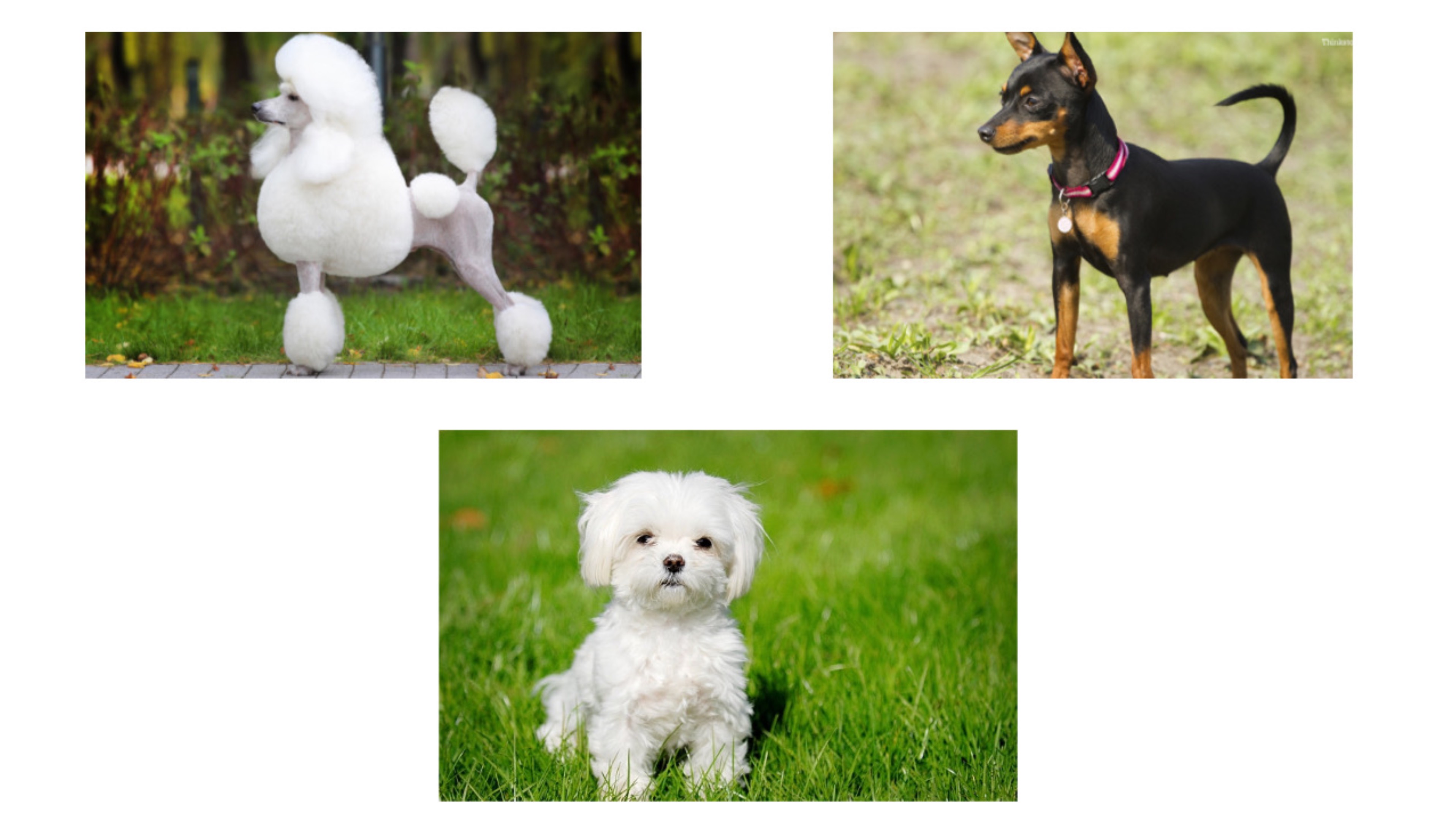 Домашняя собака