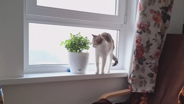 День 22-23-ий / Кошка на окошке / Как же приручить дикую кошку?  #КошкаФеша