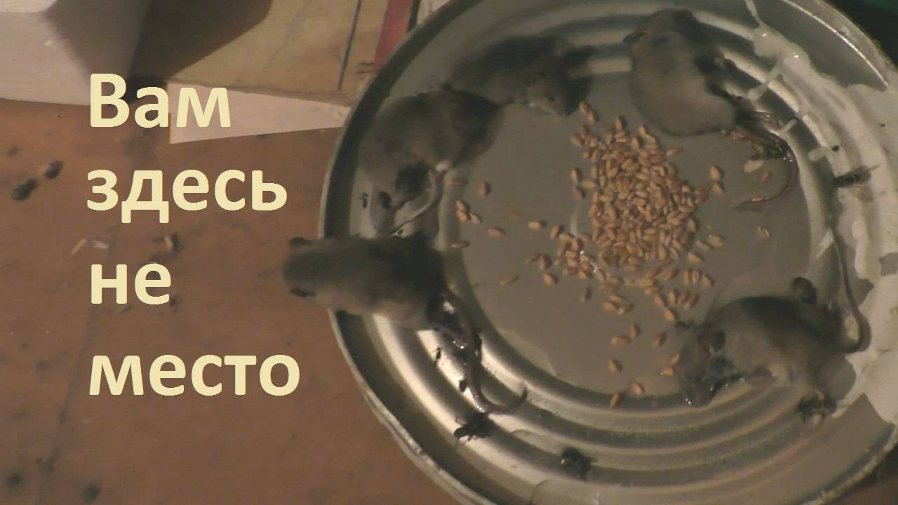 Мыши пчелам не друзья