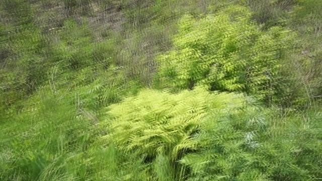 Сопка Холодильник-2. Владивостокская крепость.