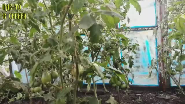 Сдерживание фитофторы с помощью триходермы.