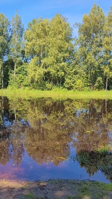 Ленинградская область 2024. Река Шоткуса. Июль 2024г (Часть 1)