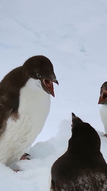 Лето в Антарктиде