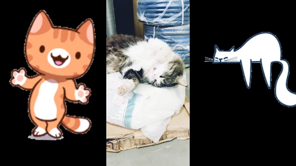 Барсик ты где?