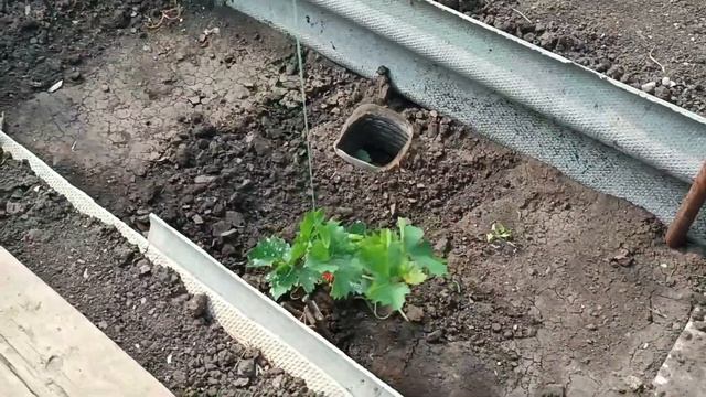 Виноградник 03. 09. 2023 год