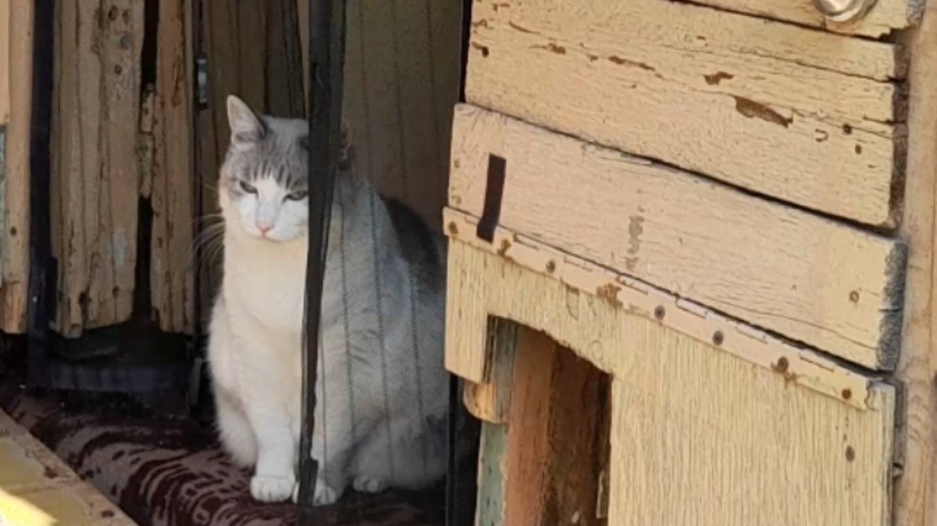 20250609_132704_001 Животный мир нашей дачи. Кошку мы нашли и доставили домой!