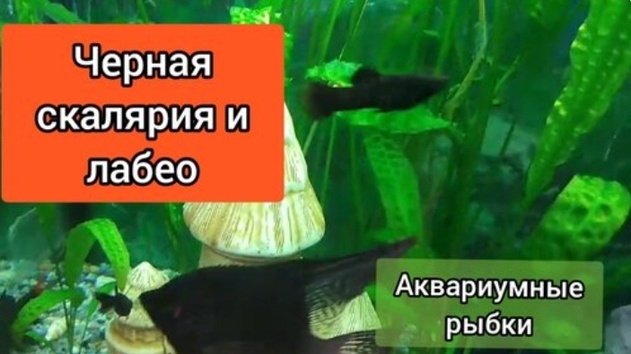 Удивительный подводный мир.Кто живет в аквариуме.