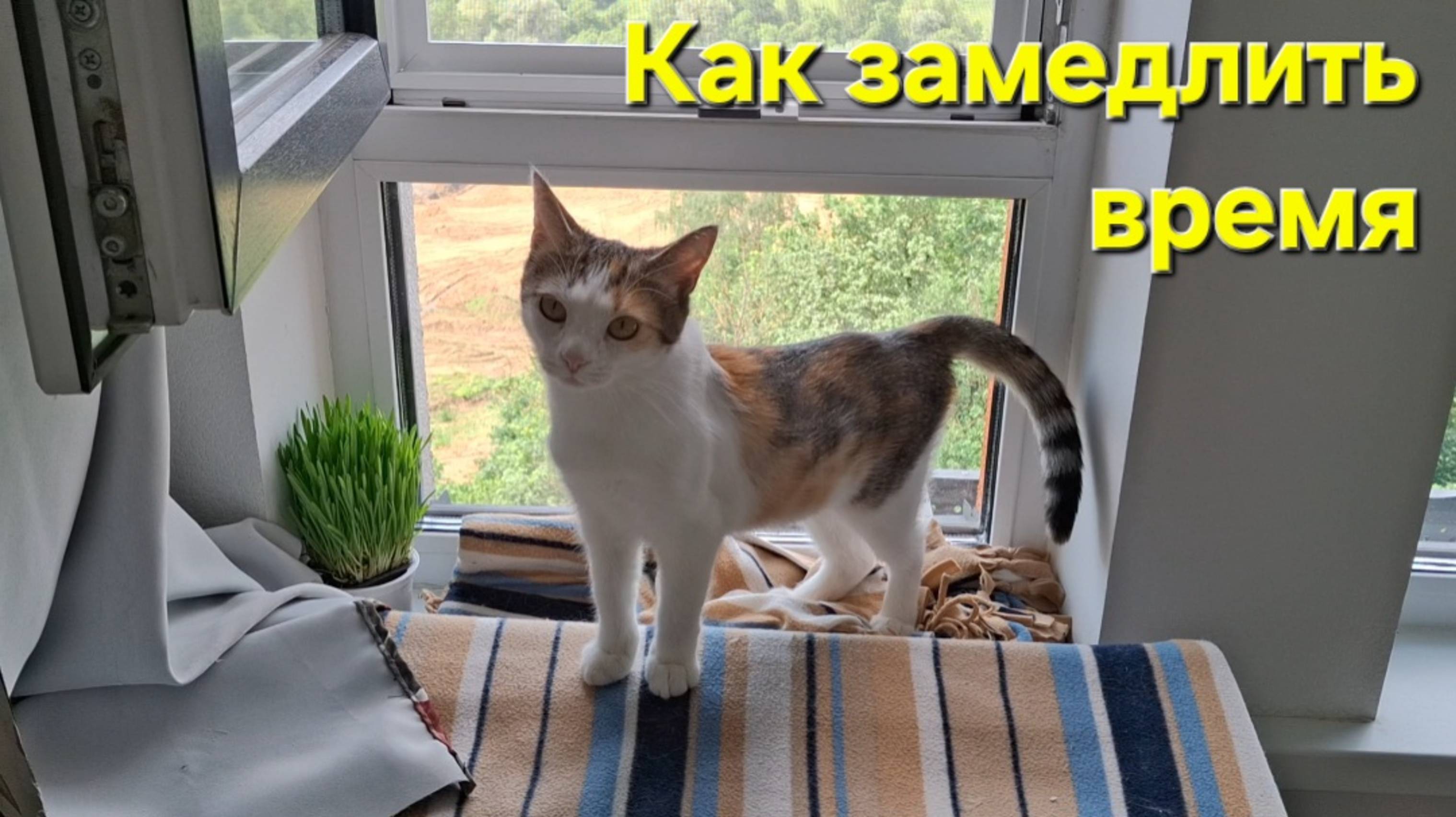 Как замедлить время / Остановись, погладь кота! / Феша Кошка и всего понемножку