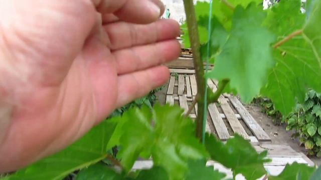 Осмотр виноградника 15. 08. 2024 год